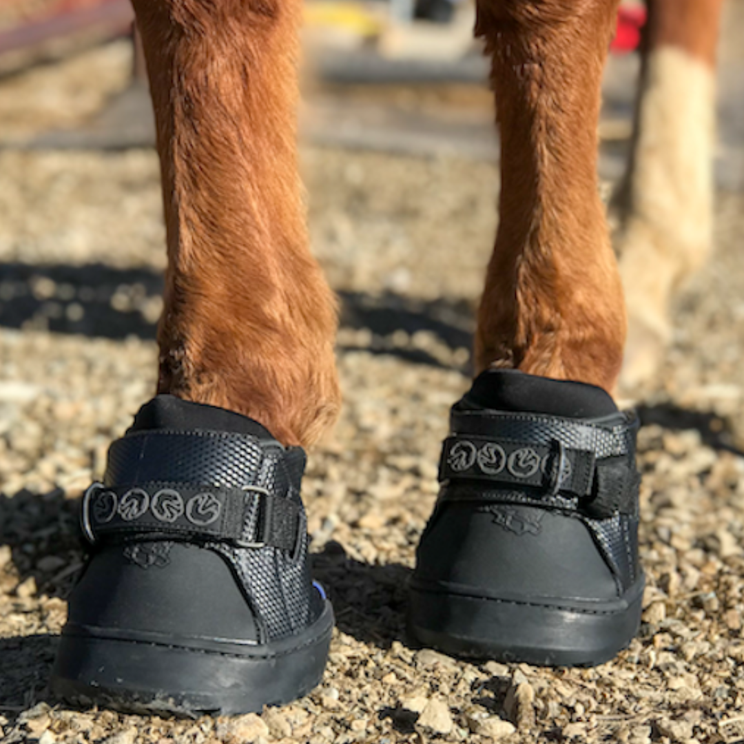 Easyboot Sneaker - Single Boot – Horse Gear Canada Ltd.